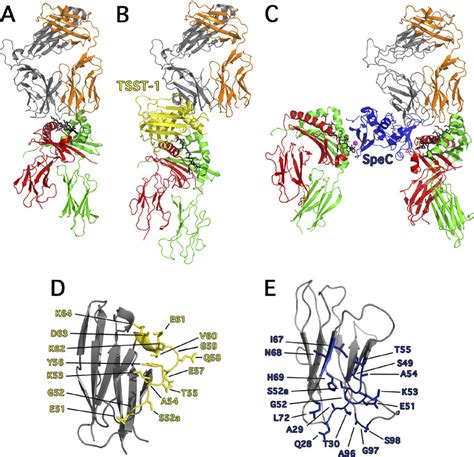 Exposition Of The Differences Between Conventional Tcr Pmhc And