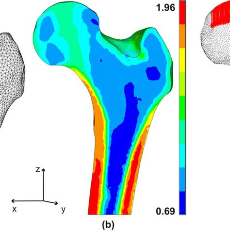 Proximal Femur Model A Mesh With 99 614 10 Nodes Tetrahedral Download Scientific Diagram