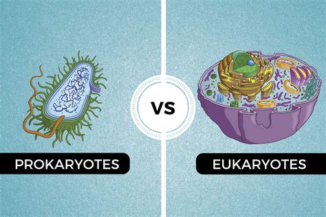 Prokaryotes Vs Eukaryotes The Differences And Similarities