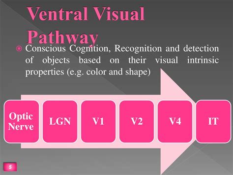 Ppt Exploring Efficient Coding In Vision Research Methodology And