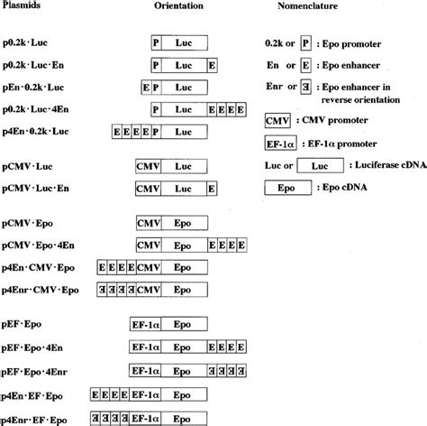 Structures Of Plasmids Download Scientific Diagram