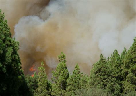 Incendios Forestales Cuando Hay Humo En El Aire Los árboles Contienen