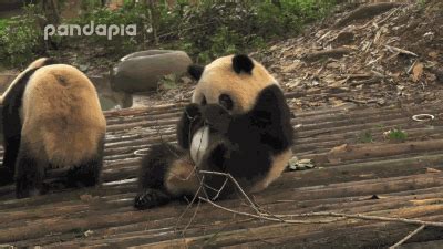 倒栽葱的三个俗语 类似倒栽葱三字俗语 倒栽葱图片 大山谷图库