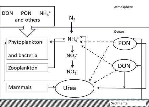 Active Anchor Chart Nitrogen Cycle Nitrogen Cycle