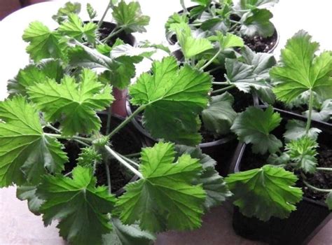 🔥Как заставить худую пеларгонию расти Интересный контент в группе Клуб Цветоманов Росток