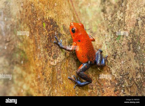 Strawberry Poison Dart Frog Animal Simulator Wiki Fandom Strawberry Poison Dart Frog Animal Simulator Wiki Fandom