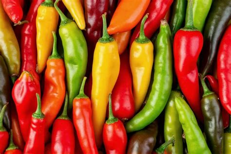 Hot Chili Pepper Varieties Heat Levels And Uses Explained