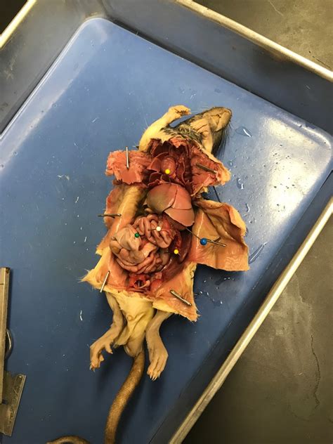 Rat Digestive System Diagram Quizlet