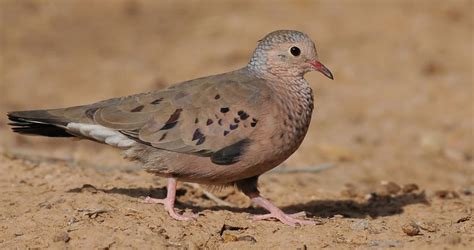 Common Ground Dove Identification All About Birds Cornell Lab Of Ornithology