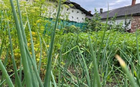 Моя мама з своєю рідною сестрою живуть по сусідству хата в хату І коли я приїжджаю до тітки