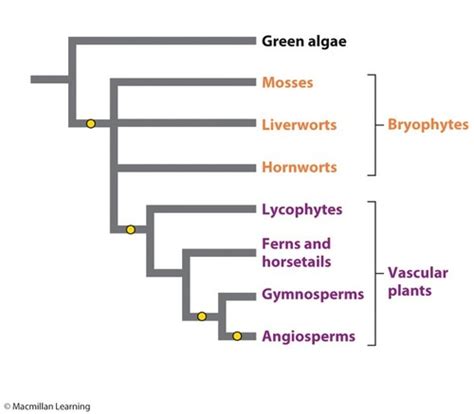 Colonization Of Land Evolution Of Land Plants Flashcards Quizlet