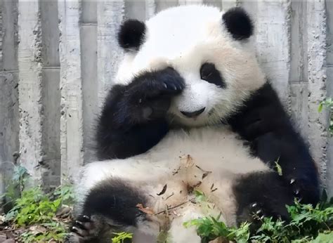 最近很火的大熊猫和花头像图片大全可爱来袭配图网