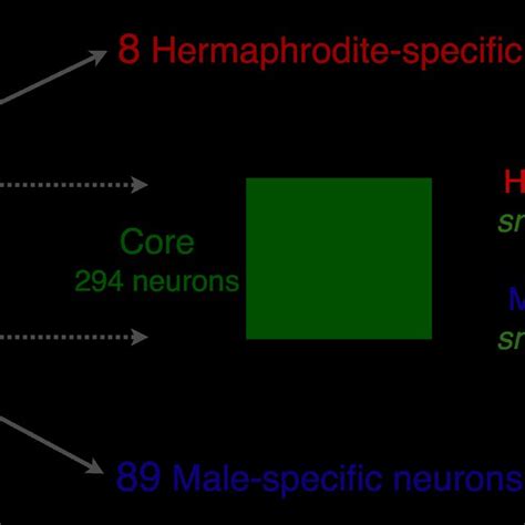 6 The C Elegans Olfactory Neural Circuit Is A Part Of The Core