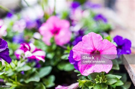 빗 물과 분홍색과 보라색 피튜니아 꽃의 근접 촬영 매크로 삭제 0명에 대한 스톡 사진 및 기타 이미지 0명 꽃 나무 꽃 꽃의 구조 Istock