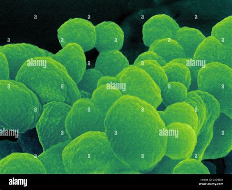 Coloured Scanning Electron Micrograph Sem Of Mycoplasma Sp Mycoplasmas Are The Smallest