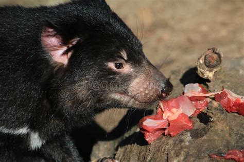 Tasmanian Devil Diet