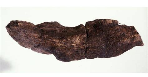 Conoce A La Popó Humana Más Grande De La Historia