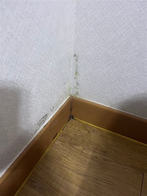 자취방 원룸 방 모서리 곰팡이 지식in
