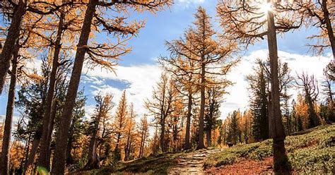Peak Color Subalpine Larch Near Lolo Peak Montana Imgur