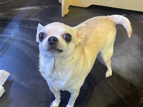 단모치와와 동백이 애완견성격 반려견성격 소형견크기 중형견크기 미니비숑프리제크기 토이푸들크기 골든리트리버크기 래브라도리트리버크기 닥스훈트크기 도베르만크기 말티치크기 말티폼크기