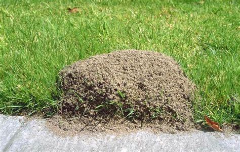 Lawn Grass Ants