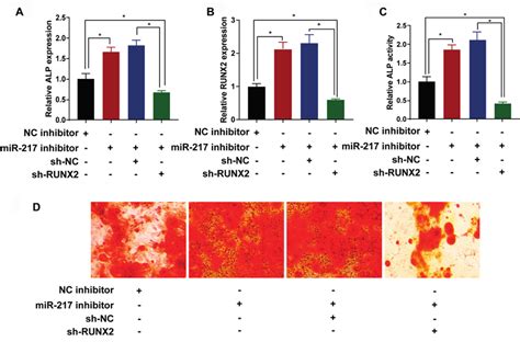 silence of runx2 reversed the regulatory effect of mir 217 on hmscs
