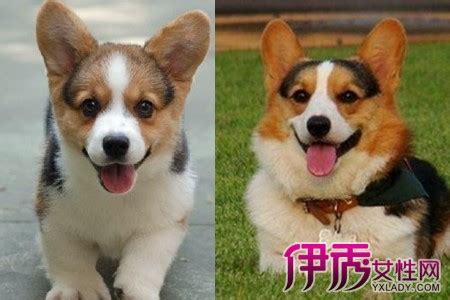 柯基犬掉毛怎么办图柯基犬掉毛怎么办 注意事项知多少 伊秀宠物 yxlady