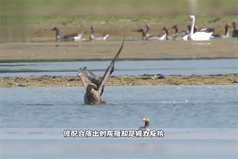 老鹰对着灰雁发动攻击，本以为胜券在握，却被灰雁拖进了水里攻击老鹰