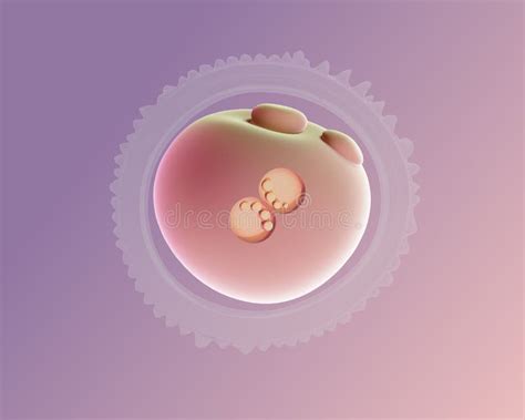 Human Fertilized Egg Stock Illustration Illustration Of Assisted