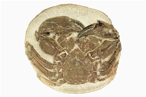 Crab By Science Photo Library