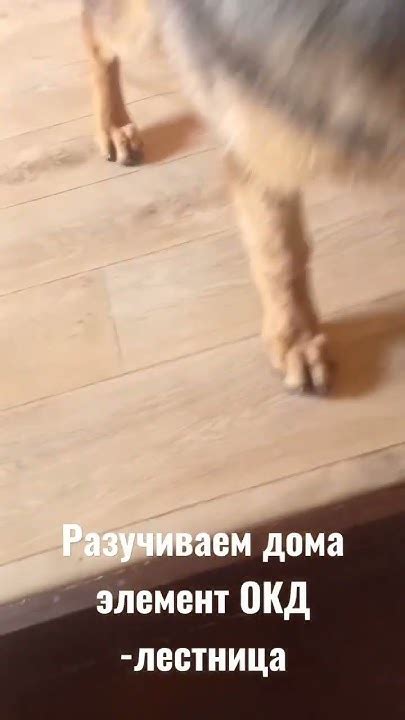 Немецкая овчарка девочка 4месяца Youtube