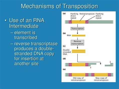 Ppt Transposable Elements Powerpoint Presentation Id 397518