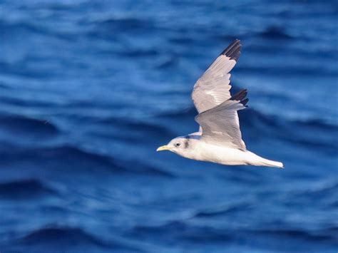 ミツユビカモメ 2024 12 02 日本の野鳥識別図鑑