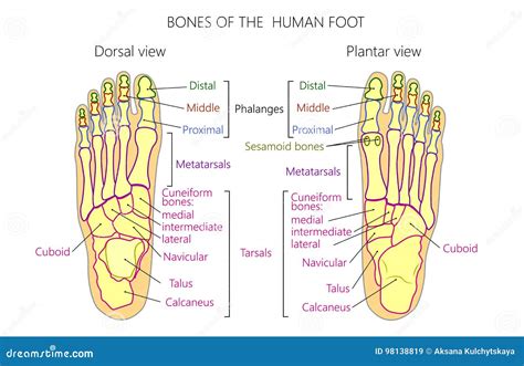 Dorsiflexion And Plantar Flexion Of The Foot Anatomy Body 40 Off