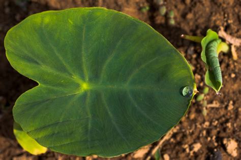 Taro Plant Leaf PixaHive