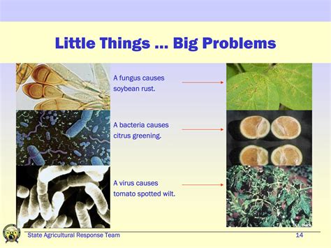 Agroterrorism And Bioterrorism Causes Prevention Pdf Infectious Diseases Diseases And