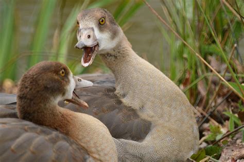 Quarreling Egyptian Goslings Kent R Ornithologyuk
