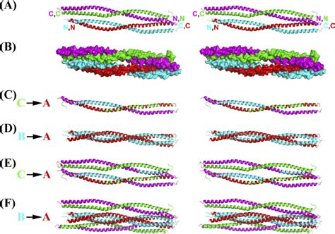 crystal structure of the vimentin rod 1b tetramer the stereo pairs