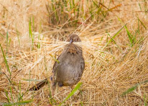 California Towhee Nest Building Margie Savage Flickr