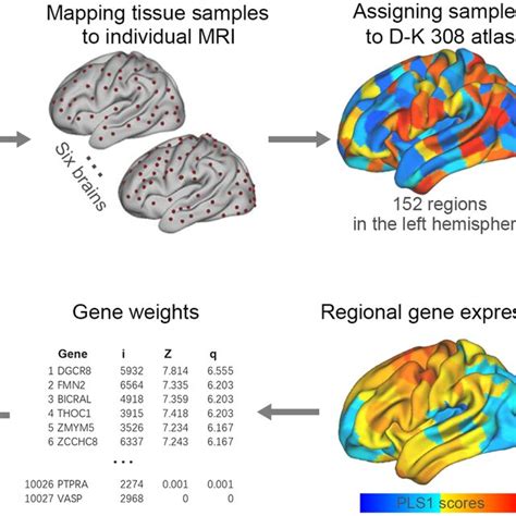 Schematic Overview Of The Methodology Gene Expression Profiles In The Download Scientific