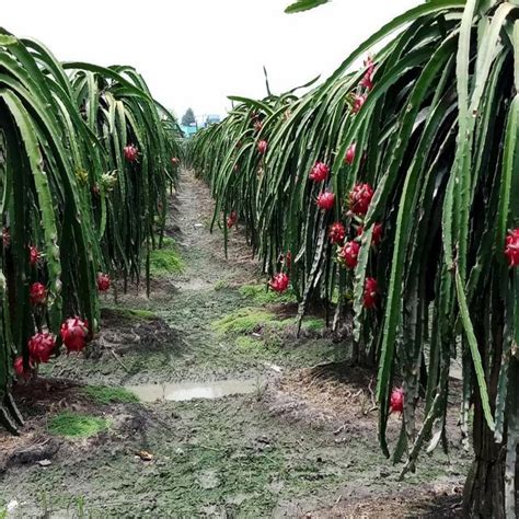 Dragonfruit Object Detection Dataset And Pre Trained Model By Dragon Fruit