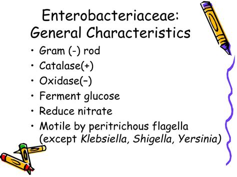 Ppt Enterobacteriaceae I Opportunistic Pathogens Powerpoint