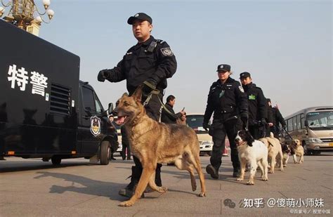 军犬退役后怎么处理？军犬退役后的新征程：英雄犬的新生活！ 知乎