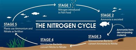 Nitrogen Cycle In Water