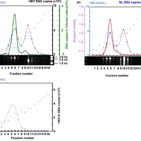 Cesium Chloride Cscl Density Equilibrated Centrifugation Of Wild Type Download Scientific