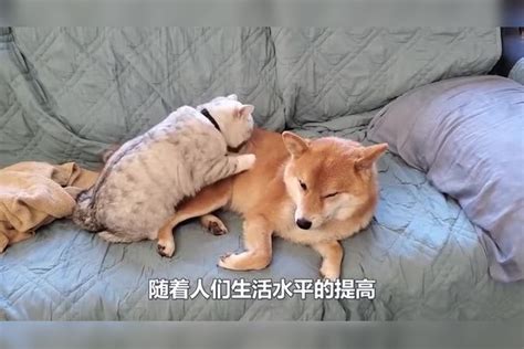 阿拉斯加长得太肥主人带它去健身房健身结局太好玩了 健身房 主人 结局