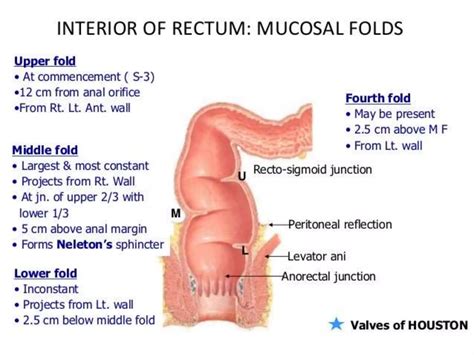 Colon And Rectum Surgical Anatomy And Physiology Pptx