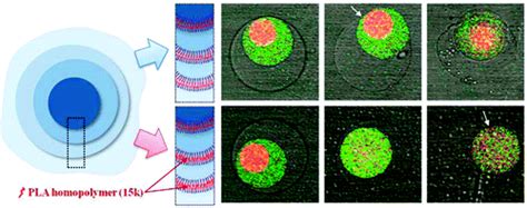 Multiple Polymersomes For Programmed Release Of Multiple Componentsjournal Of The American