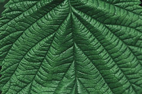 Premium Photo Macro Shot Of Green Raspberry Leaf Texture