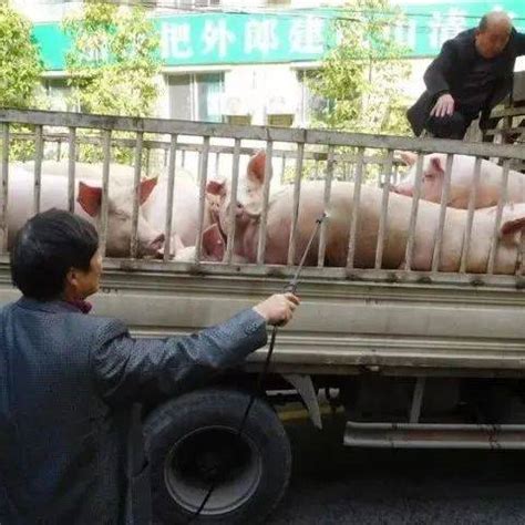 今日猪市评析肉在涨猪再降何哉全国猪价再次走低 生猪 消费者 市场呈现